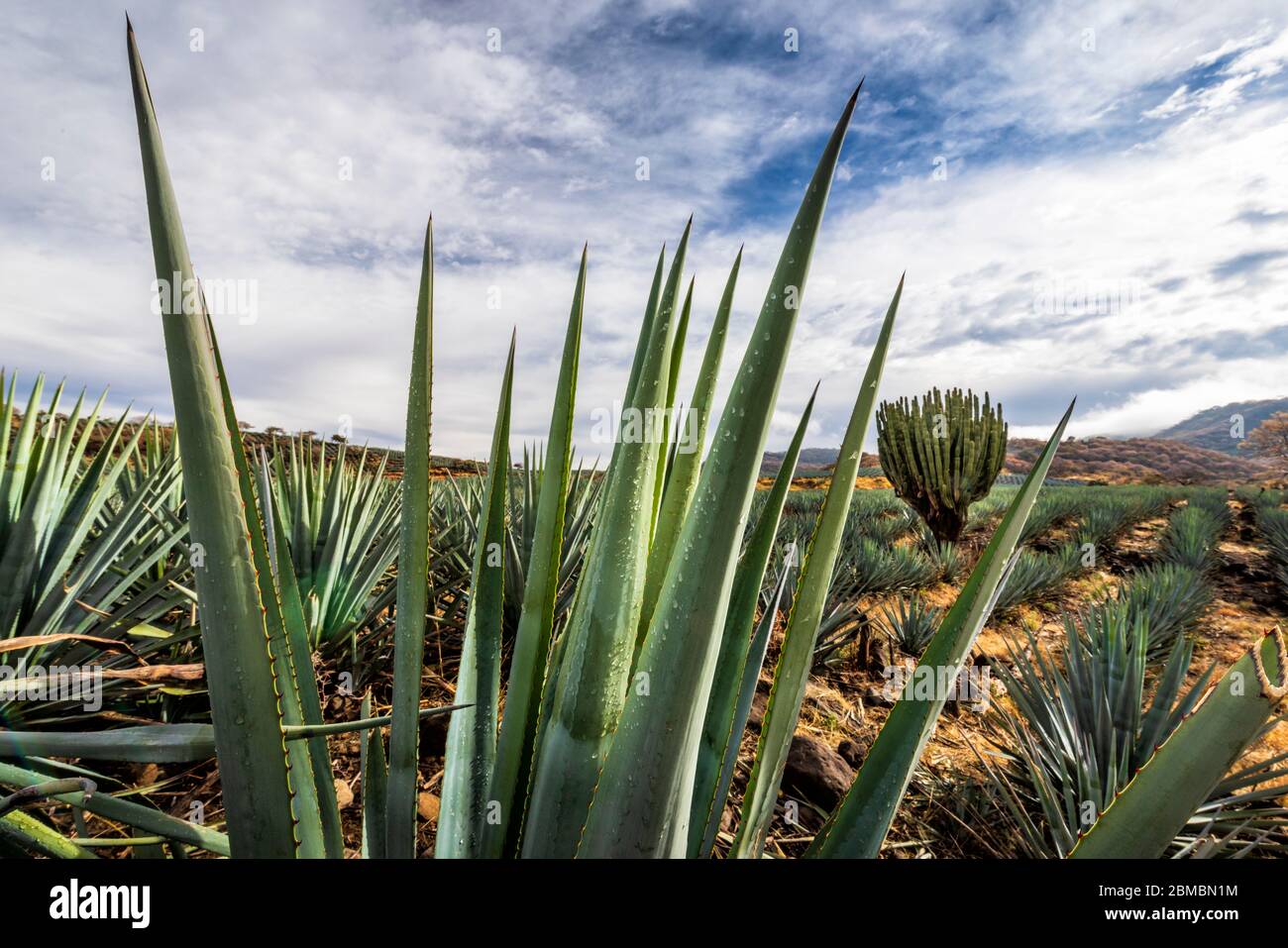 Blue agave landscape in the tequila producing region near Atotonilco ...