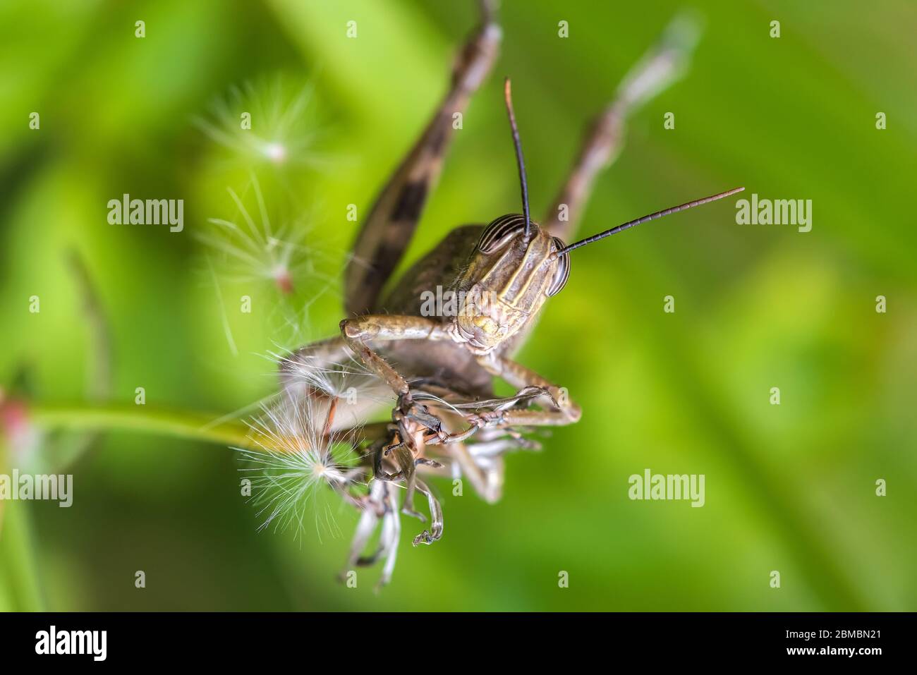 Invertebrate pest hi-res stock photography and images - Alamy