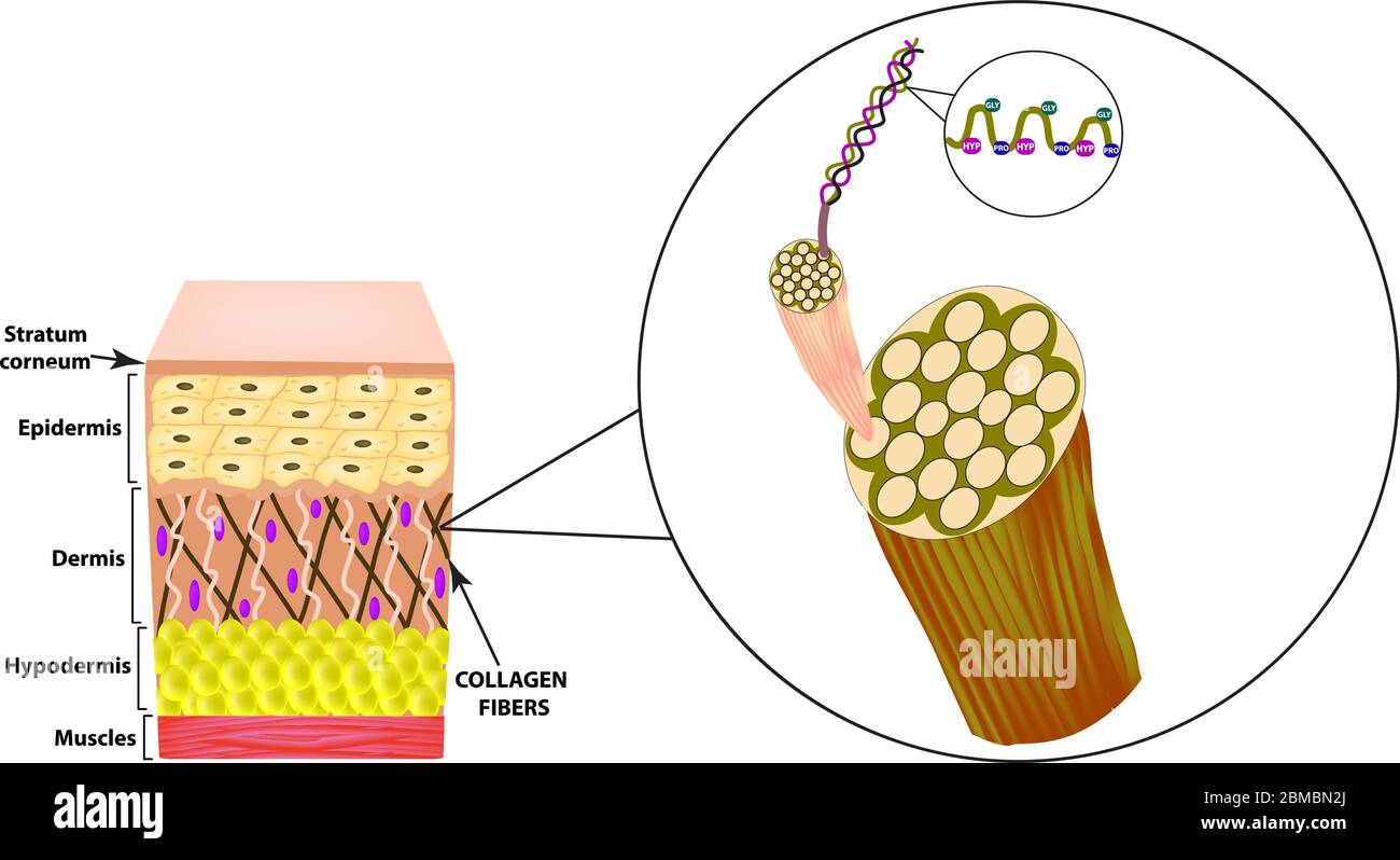Collagen structure. The structure of the skin. Infographics. Vector ...