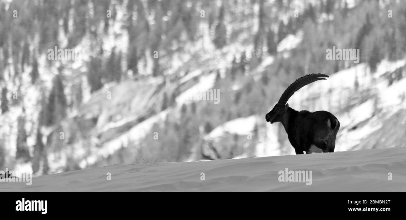 ALPINE IBEX - IBICE DE LOS ALPES (Capra ibex), Gran Paradiso National ... ALPINE IBEX - IBICE DE LOS ALPES (Capra ibex), Gran Paradiso National ...