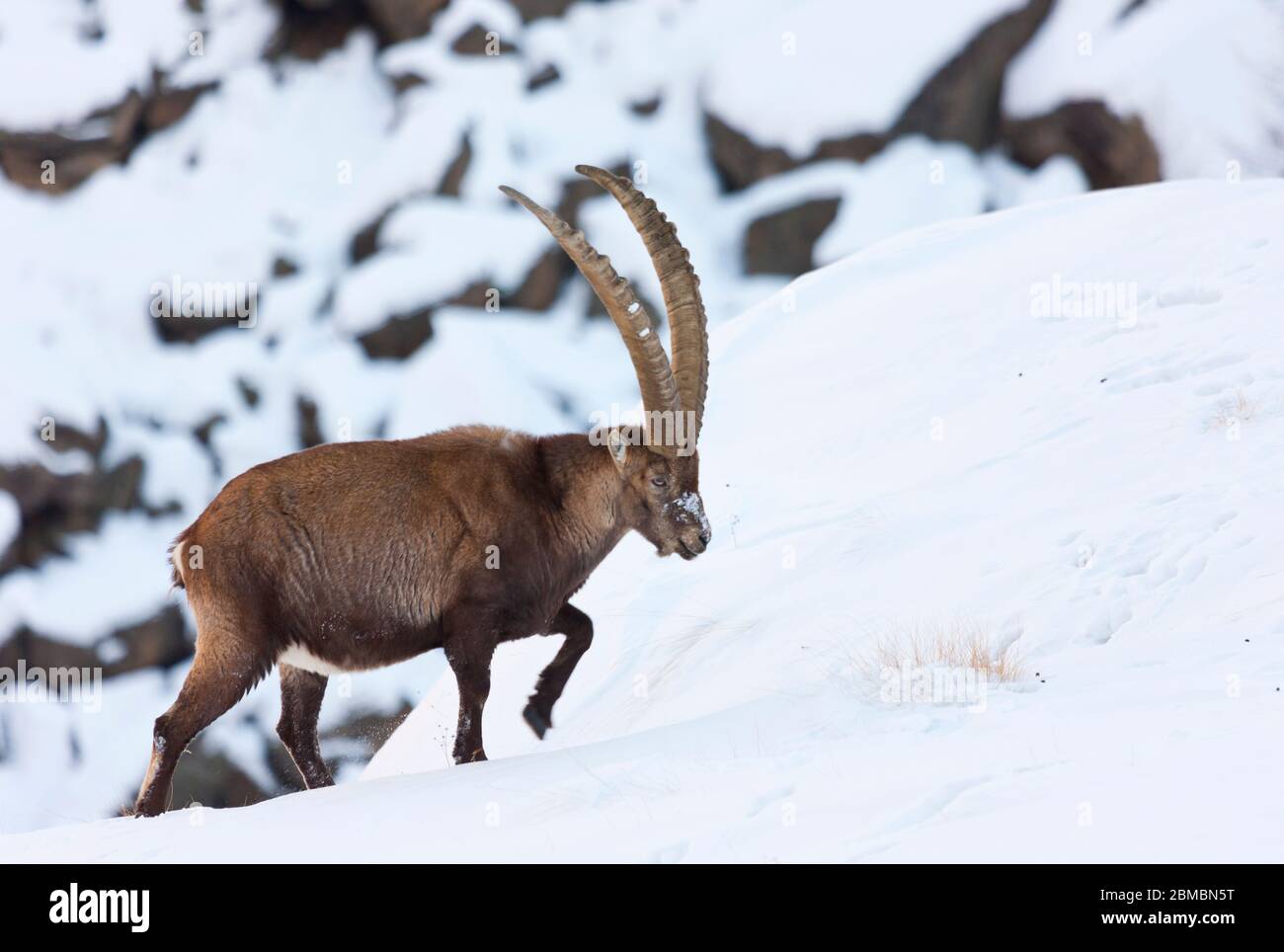 ALPINE IBEX - IBICE DE LOS ALPES (Capra ibex), Gran Paradiso National ...