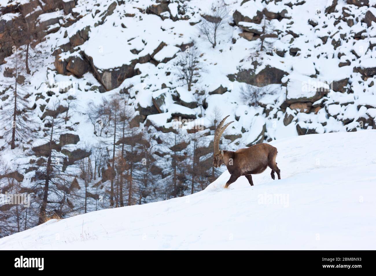 ALPINE IBEX - IBICE DE LOS ALPES (Capra ibex), Gran Paradiso National ...