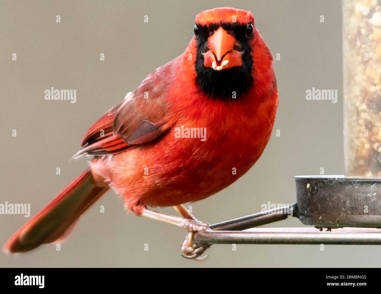 Big Northern Cardinal feeding Stock Photo - Alamy