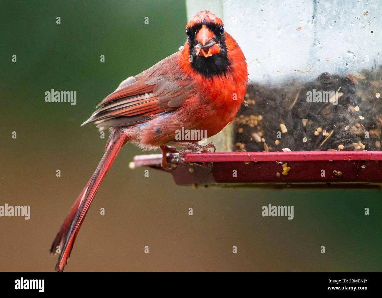 Northern Cardinal checks out the camera Stock Photo - Alamy