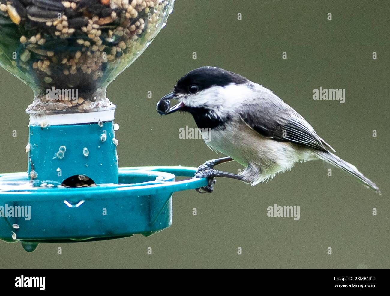 Chickadee finds a nice seed Stock Photo - Alamy