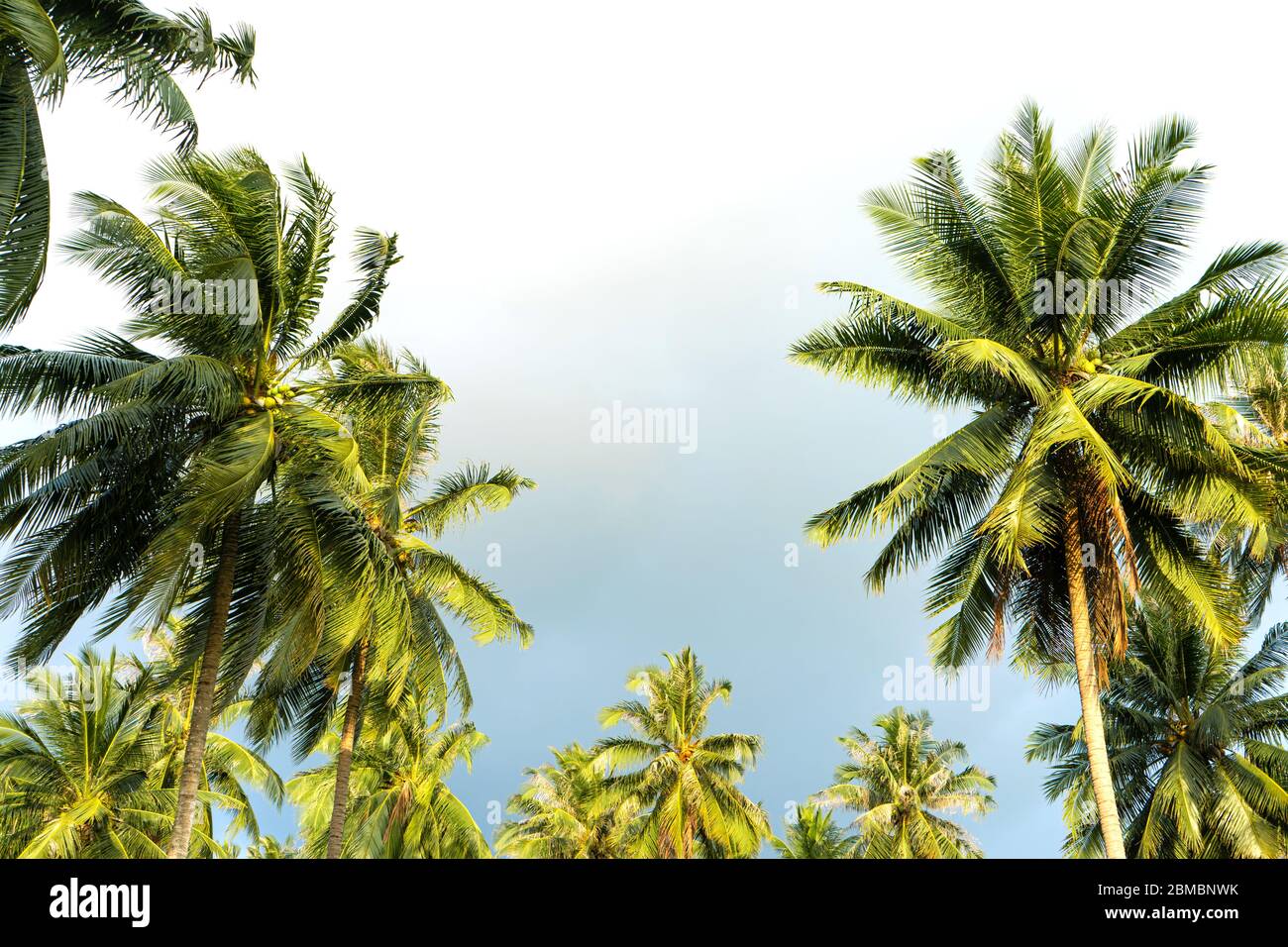 palm grove. Palm trees in the tropical jungle. Symbol of the tropics ...