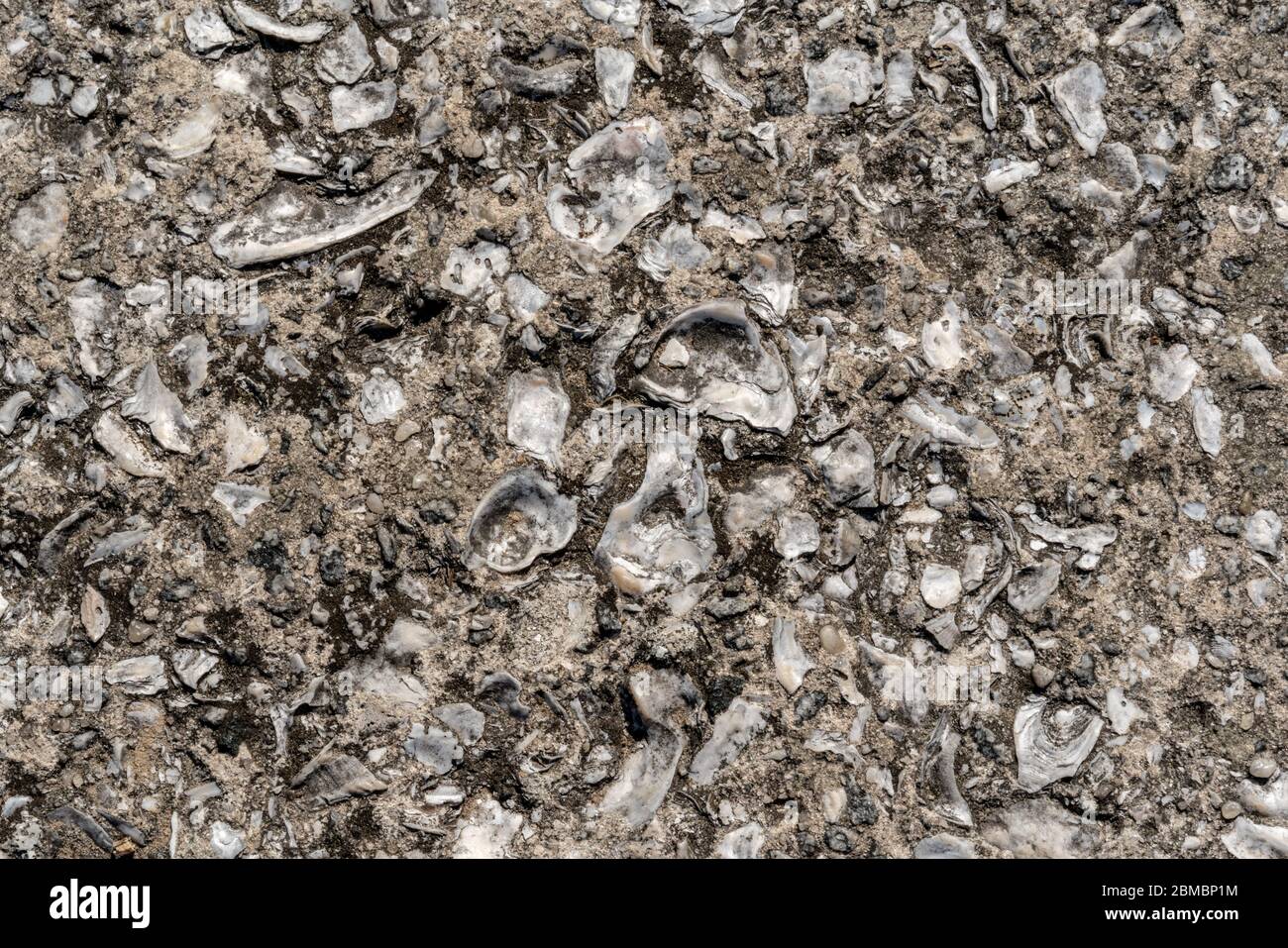 Oyster shells embedded in a sidewalk Stock Photo - Alamy