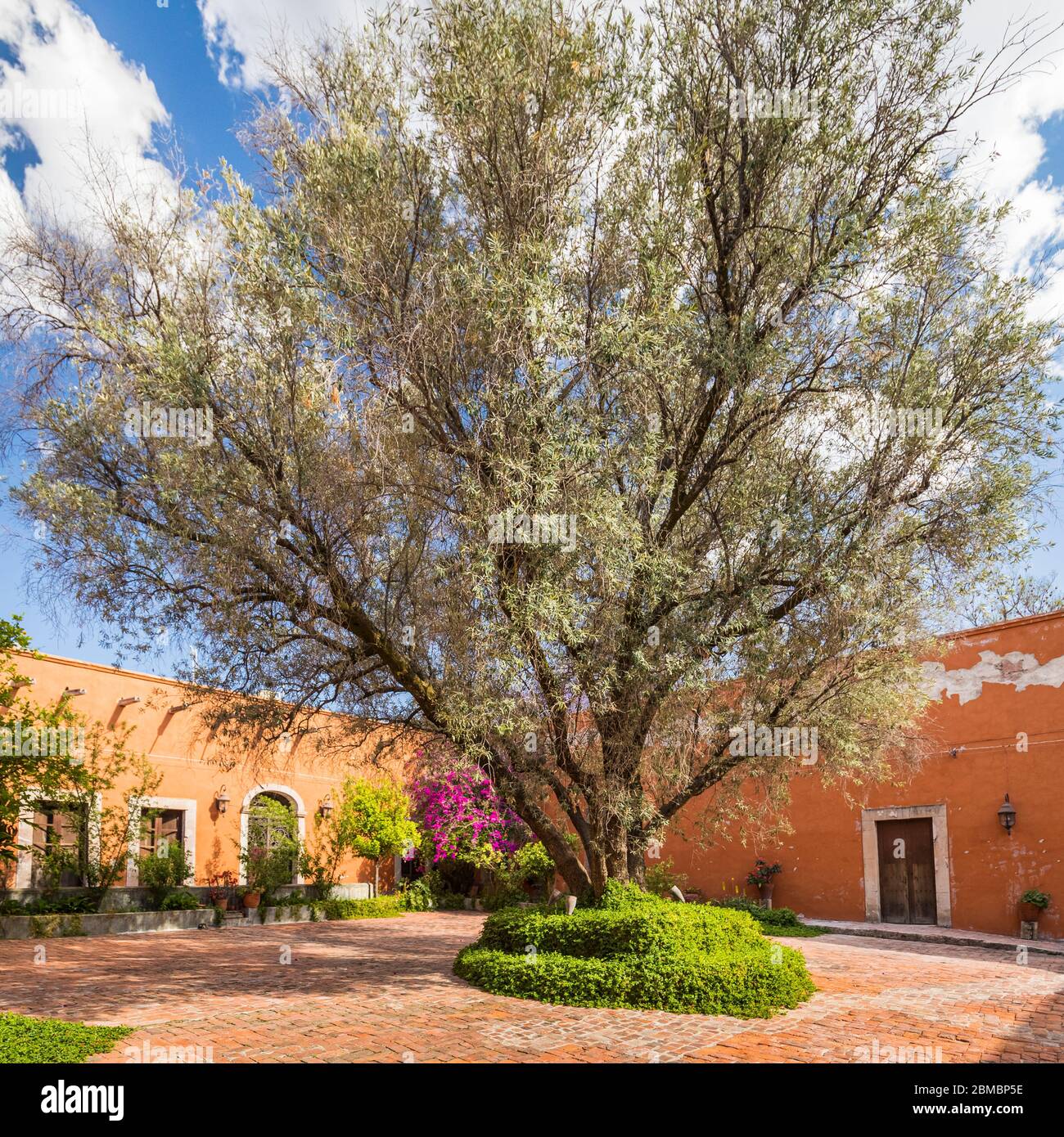 Mexican olive tree hi-res stock photography and images - Alamy