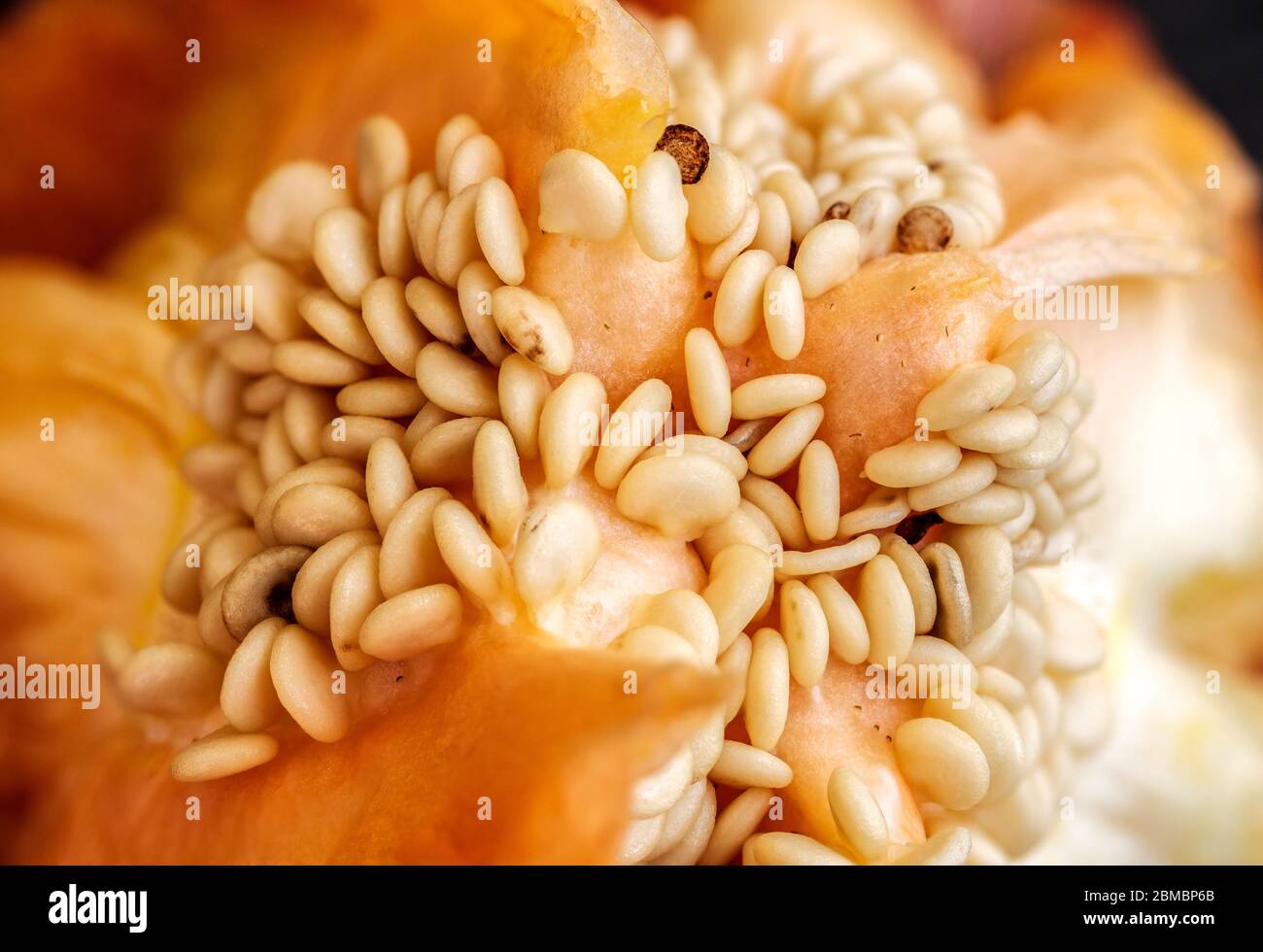 Sweet red pepper seeds Organic vegetable food close macro Stock Photo ...