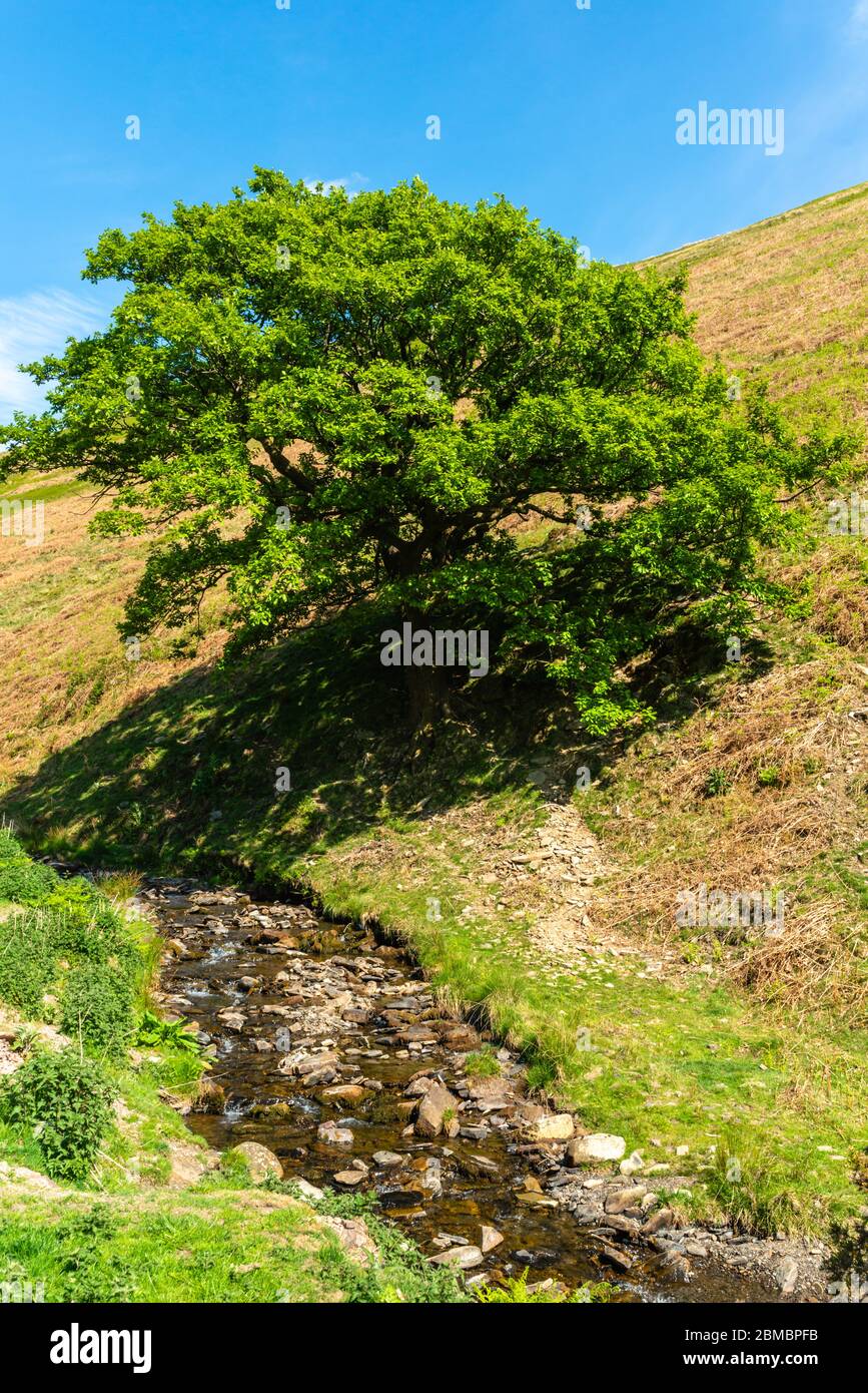Lone tree hill hi-res stock photography and images - Alamy