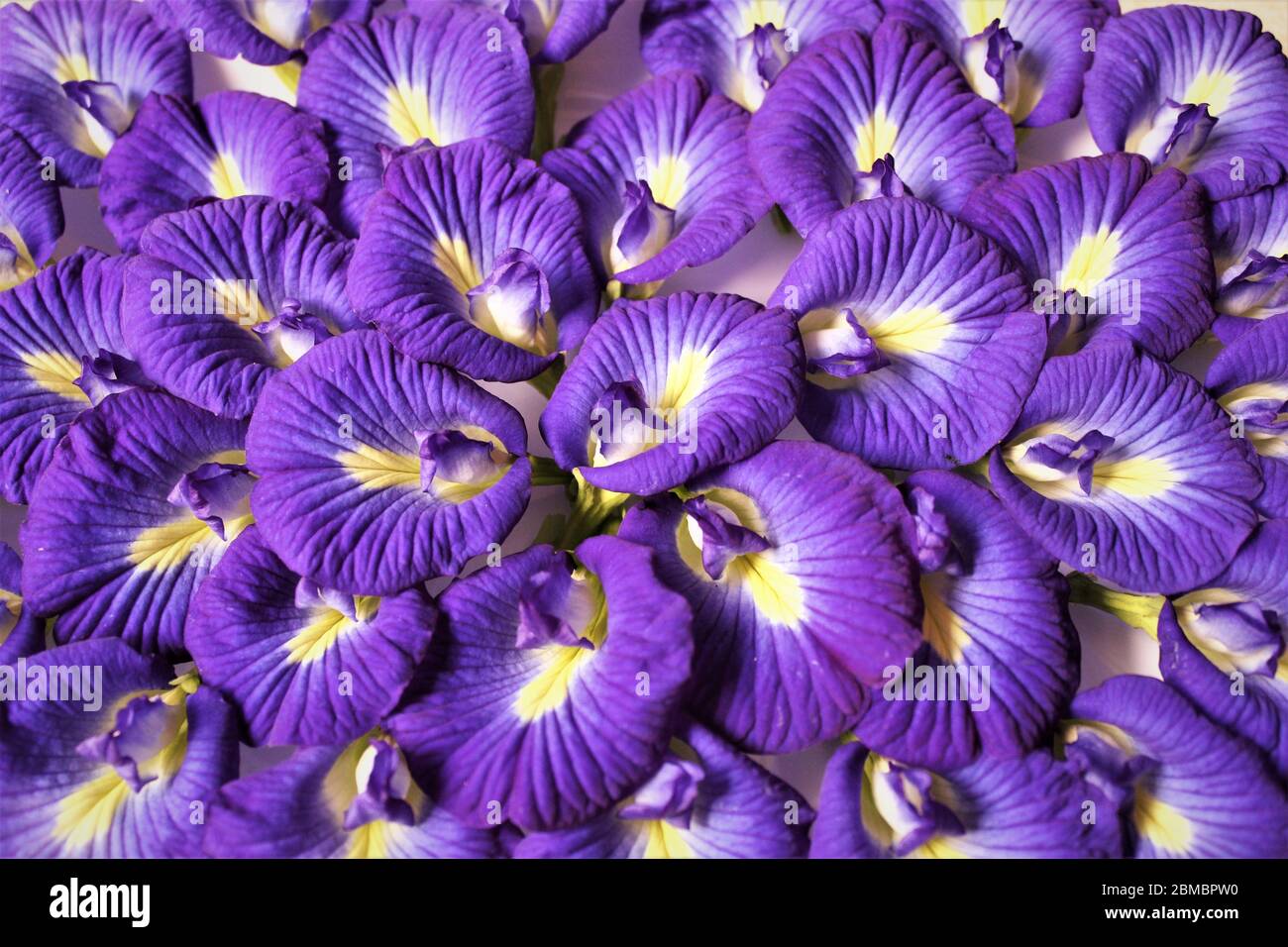 Butterfly pea flowers hi-res stock photography and images - Alamy