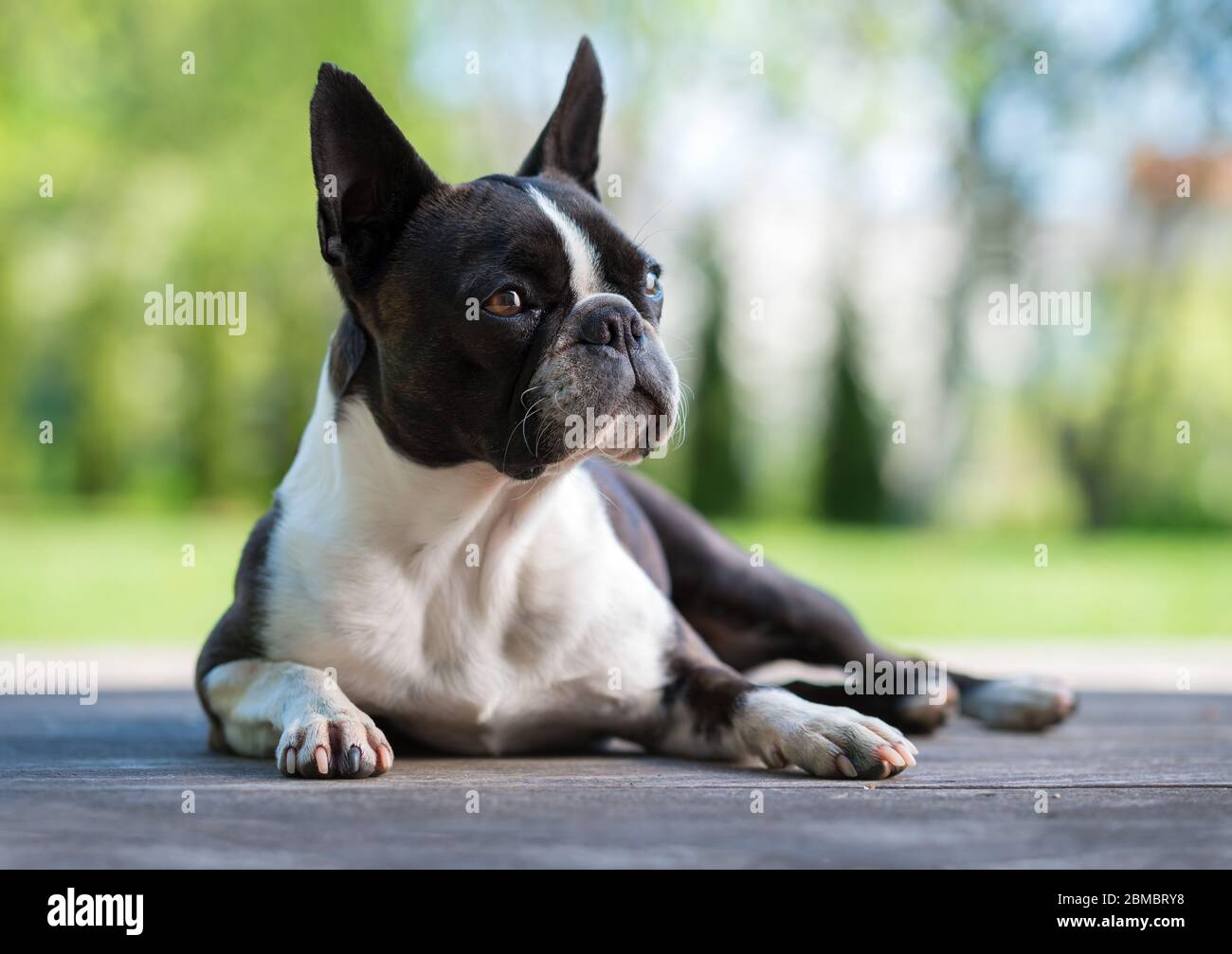 Boston terrier dog on brown terrace - shallow depth of field Stock ...
