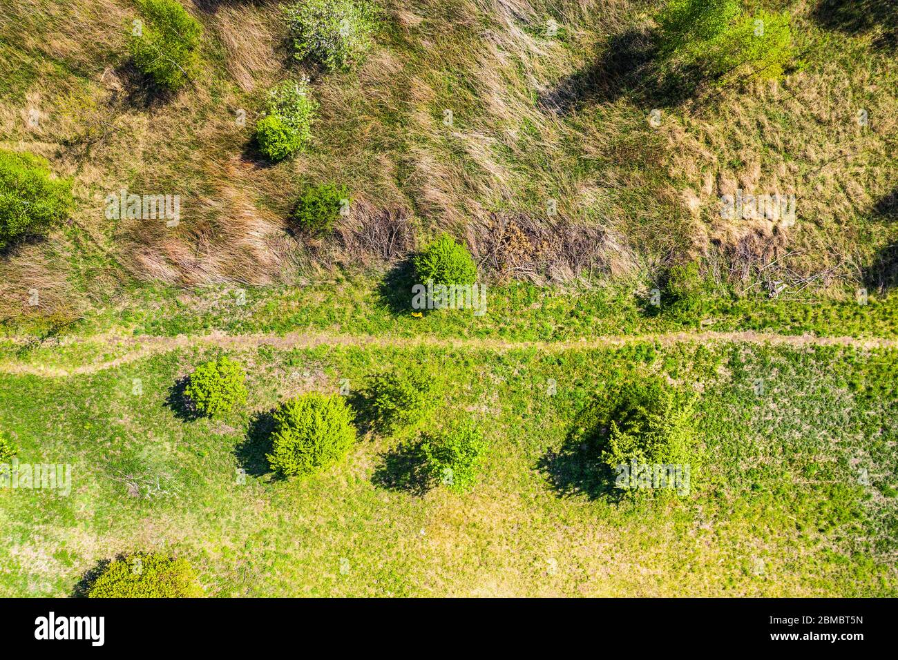 Grassy Field Top View