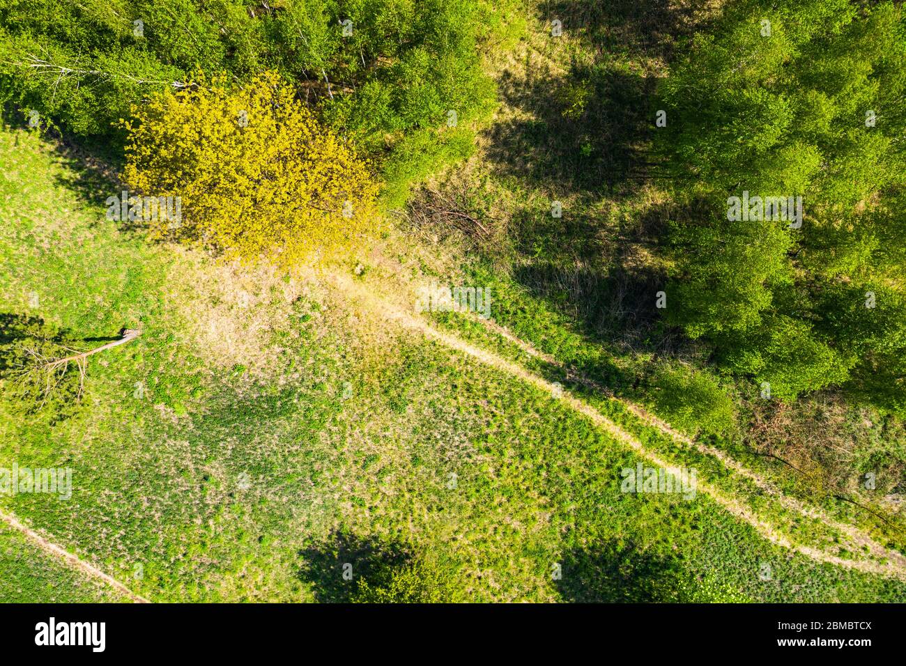 Top down view of an evergreen forest in early summer with a dirt road ...