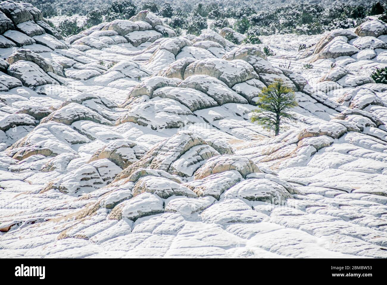 White pocket tree hi-res stock photography and images - Alamy