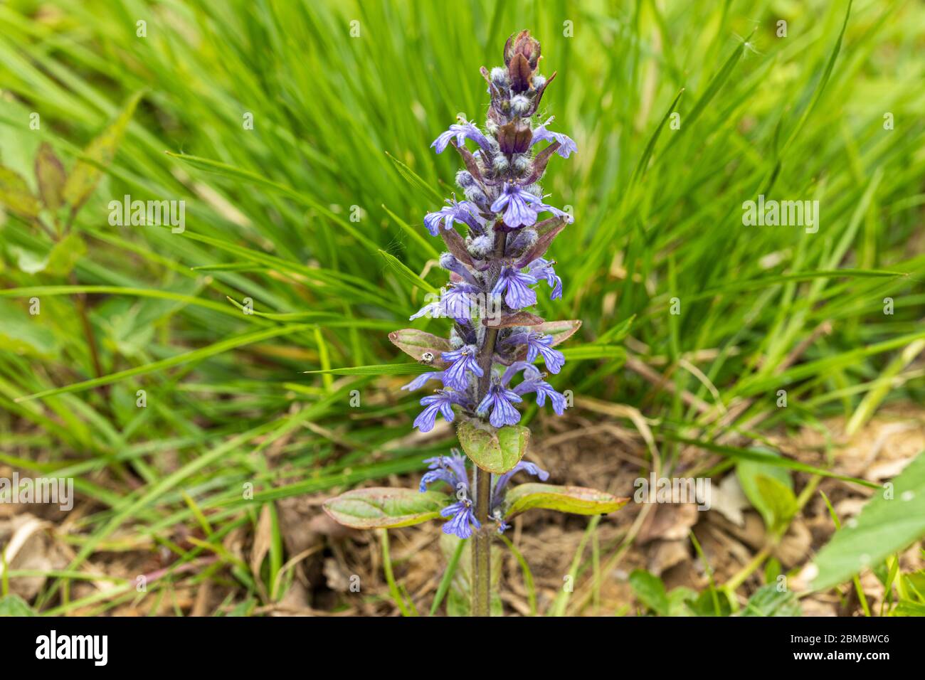 Blue woodland flowers hi-res stock photography and images - Alamy