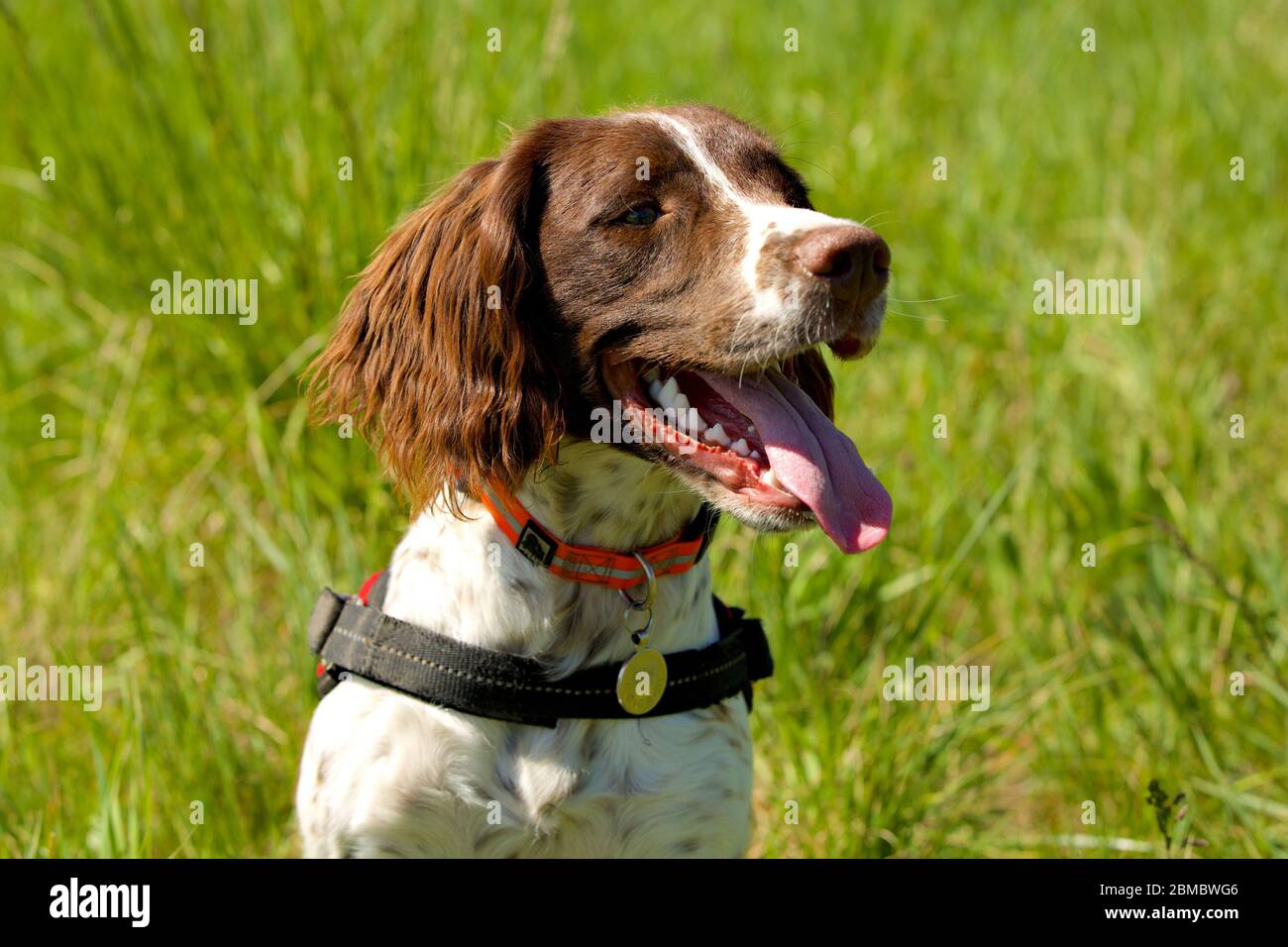 Spaniel Nose High Resolution Stock Photography and Images - Alamy