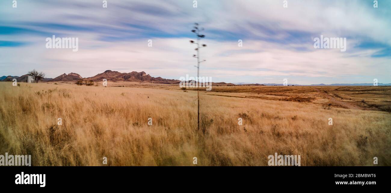 Panorama dry prairie grass field with motion in clouds and focal point ...