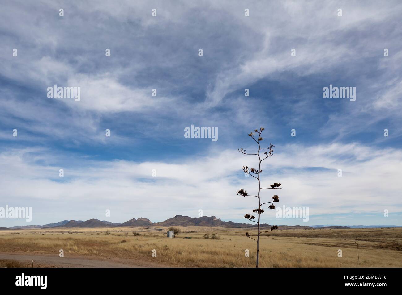 Grasslands lower third with lots of sky above plant rising up in frame ...