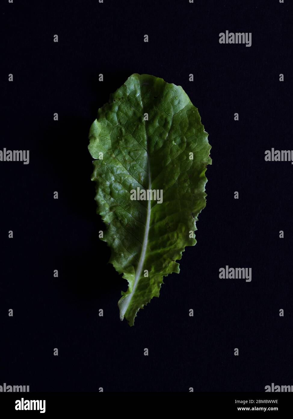 A single leaf of lettuce against black backdrop minimal lighitng Stock ...