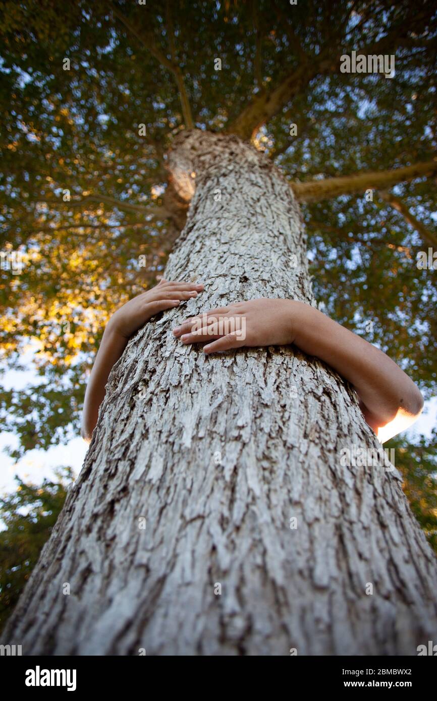 Hands and arms wrapped around tree trunk below looking up at canopy ...