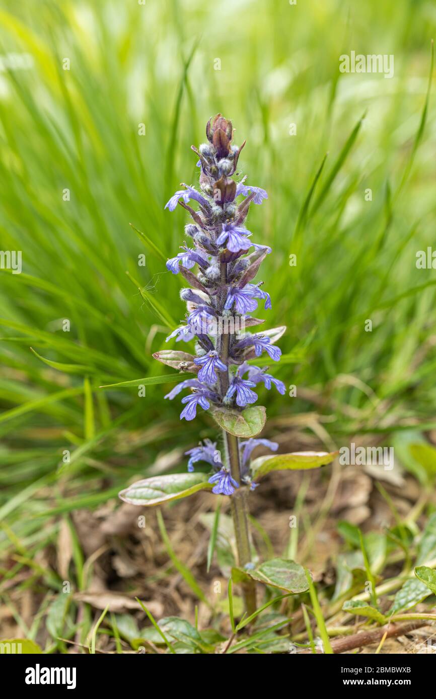 Close up of the blue common Bugle Ajuga reptans flowering in a woodland ...