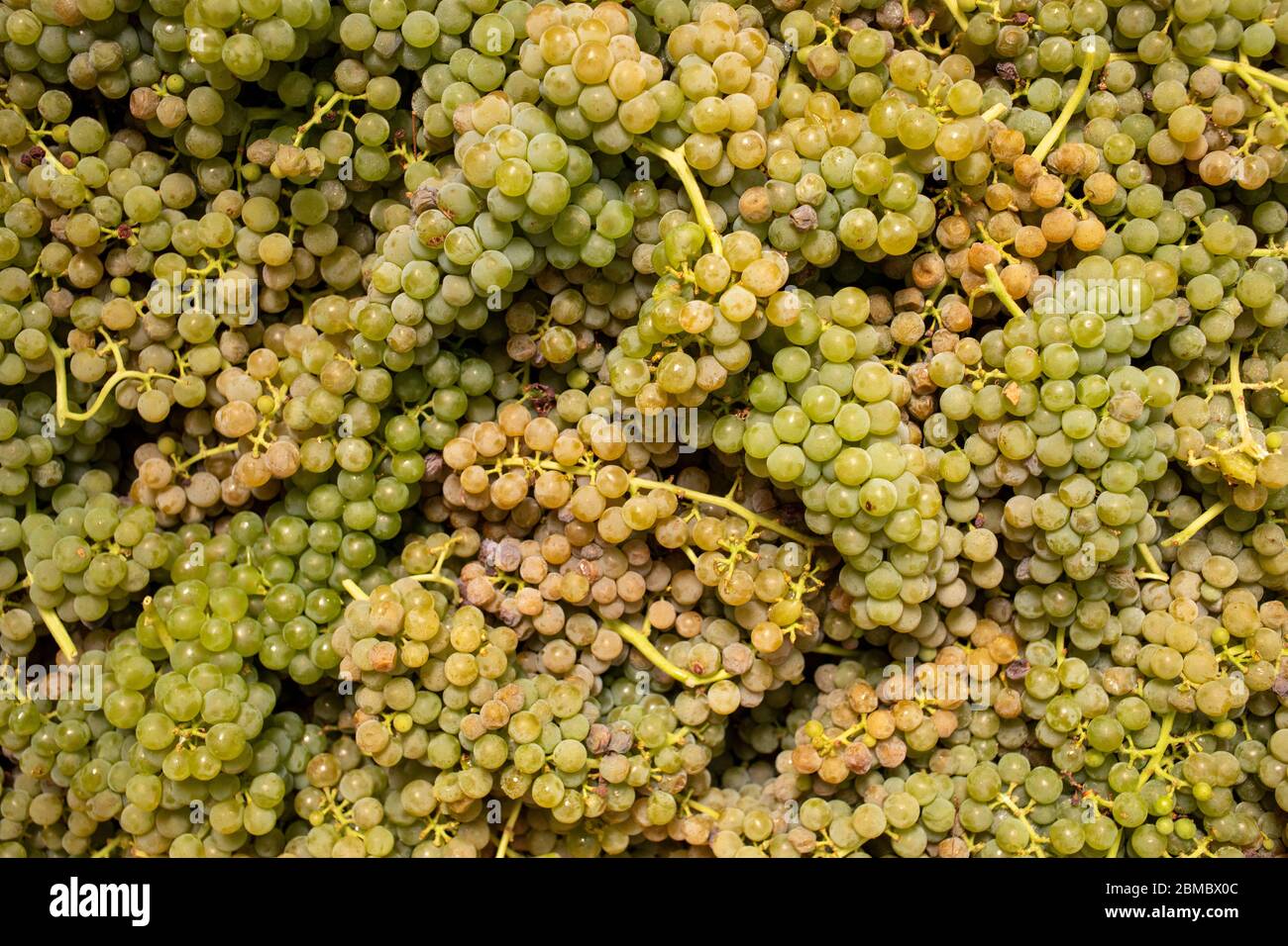 Pile of clusters of green grapes looking down from above fills frame ...