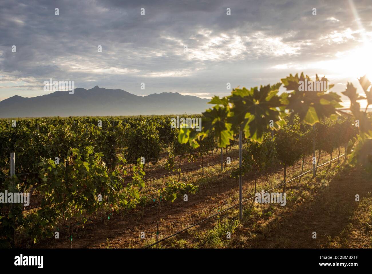 Sunrise over vineyard grape vines and leaves mountains in distance ...