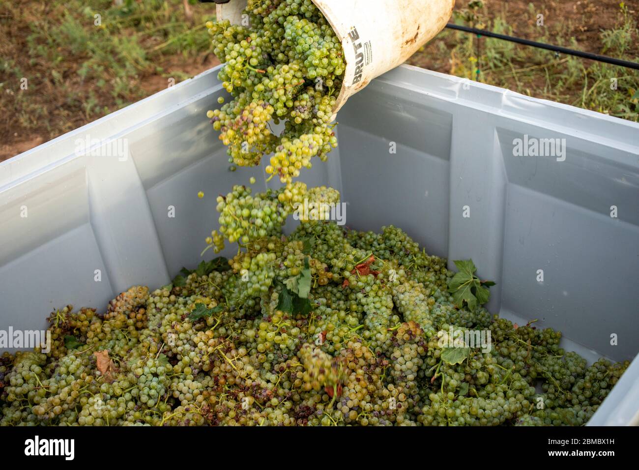 Bucket of grapes dumped into bin during harvest in vineyard Stock Photo ...
