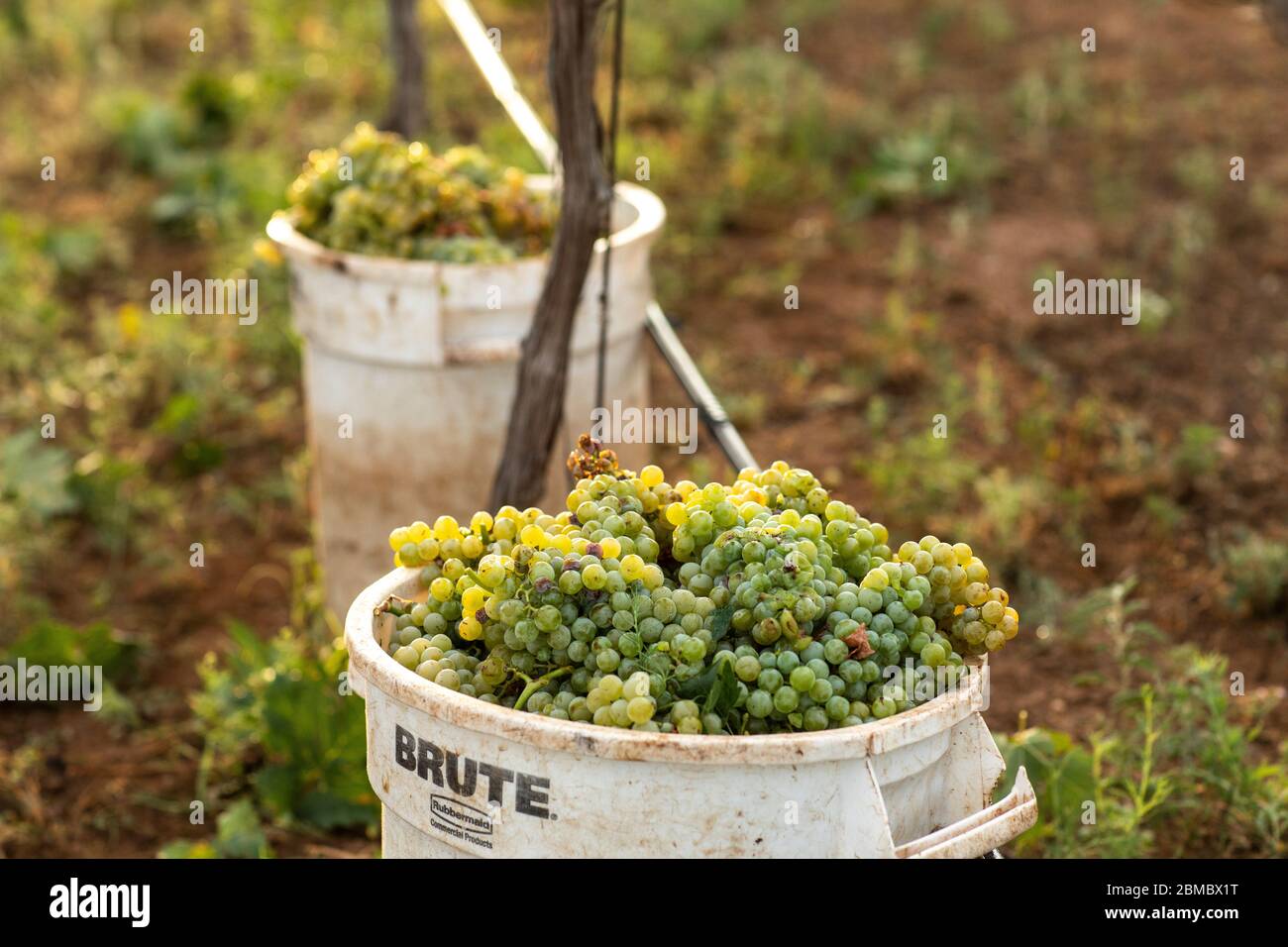 Grape buckets hi-res stock photography and images - Alamy
