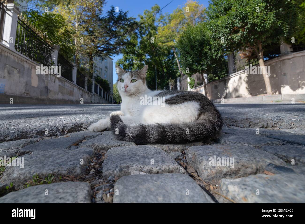 Stray cats istanbul hi-res stock photography and images - Alamy