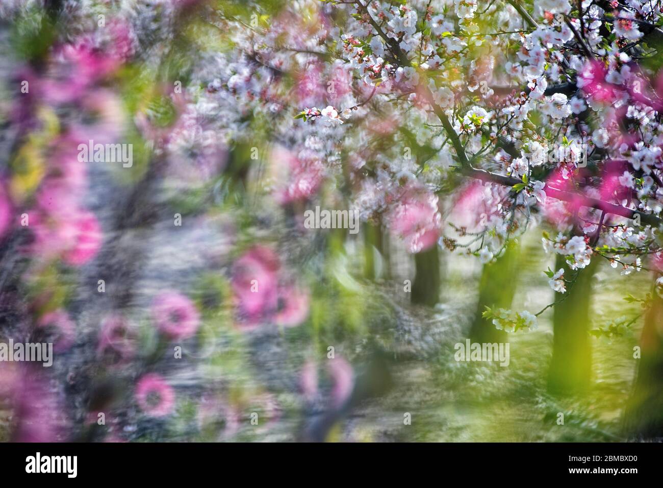 The flowering of fruit trees in southeastern Spain - plum trees and ...