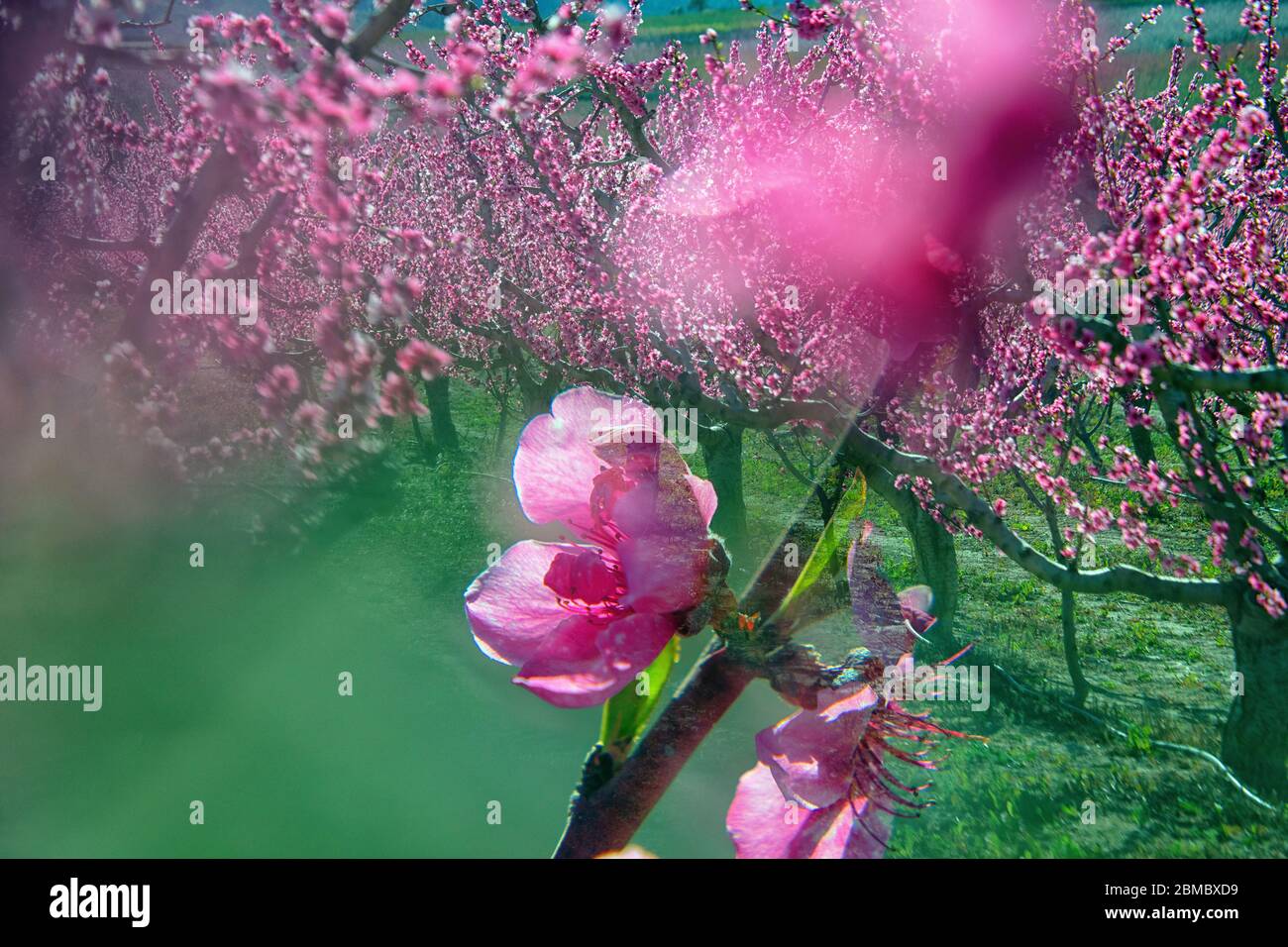 The flowering of fruit trees in southeastern Spain - plum trees and ...