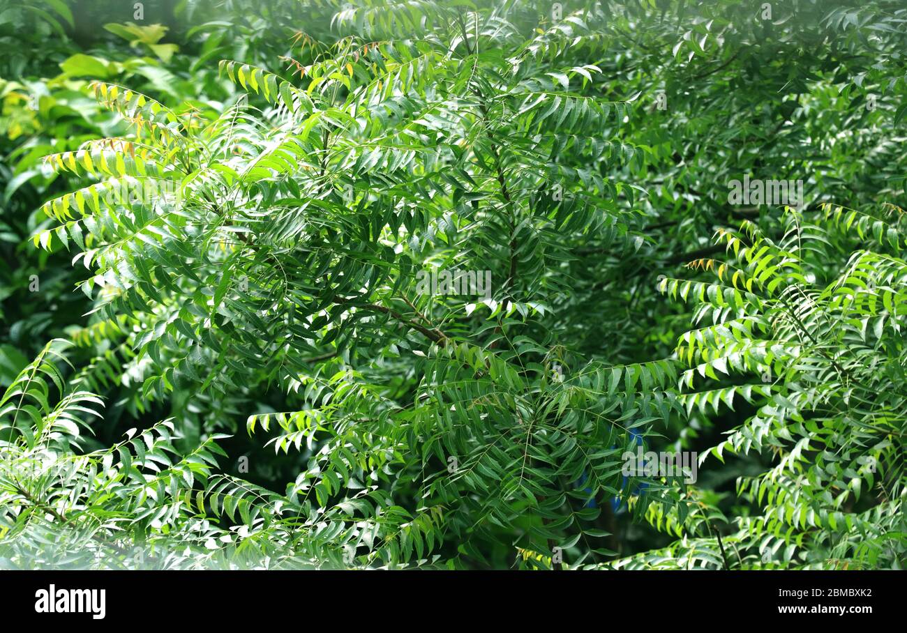 Quinine tree hi-res stock photography and images - Alamy