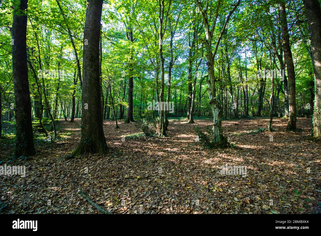 Forest at autumn Stock Photo - Alamy