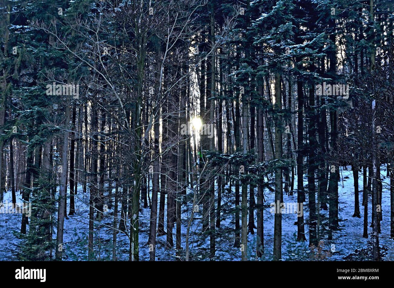 Dark forest with light shining through hi-res stock photography and ...