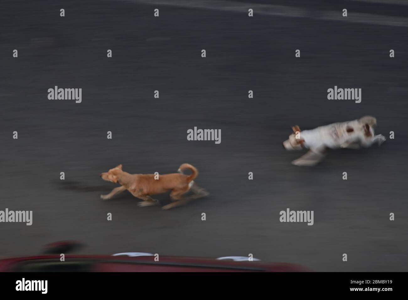 Dogs running on the street Stock Photo - Alamy