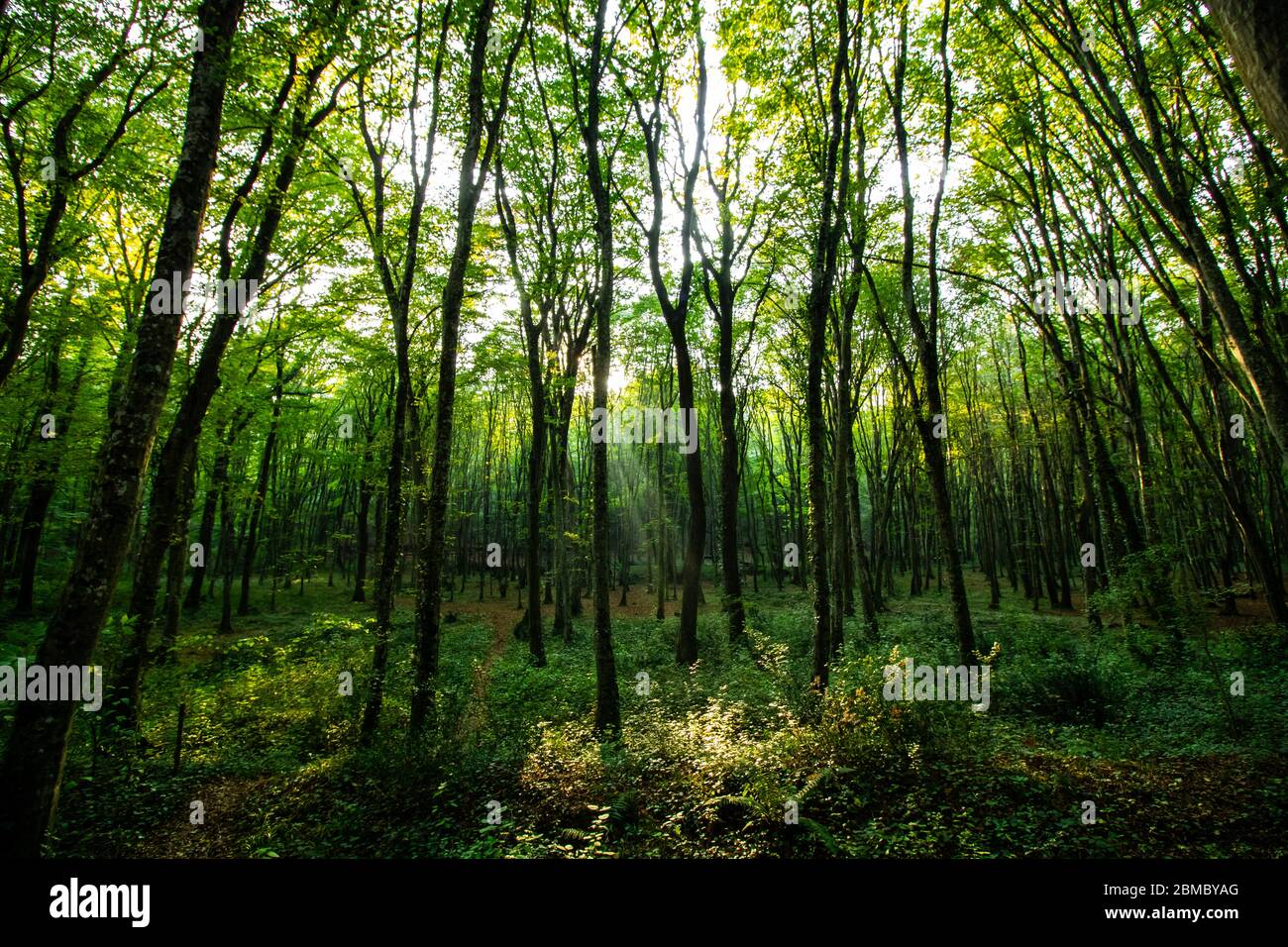 Scene season outdoor hi-res stock photography and images - Alamy
