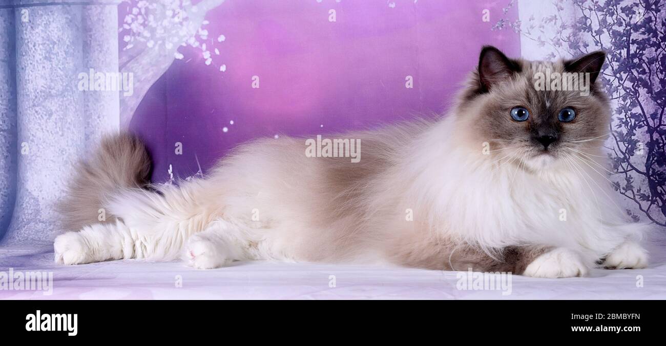 birman sacred in the purple background shooting in the studio Stock ...