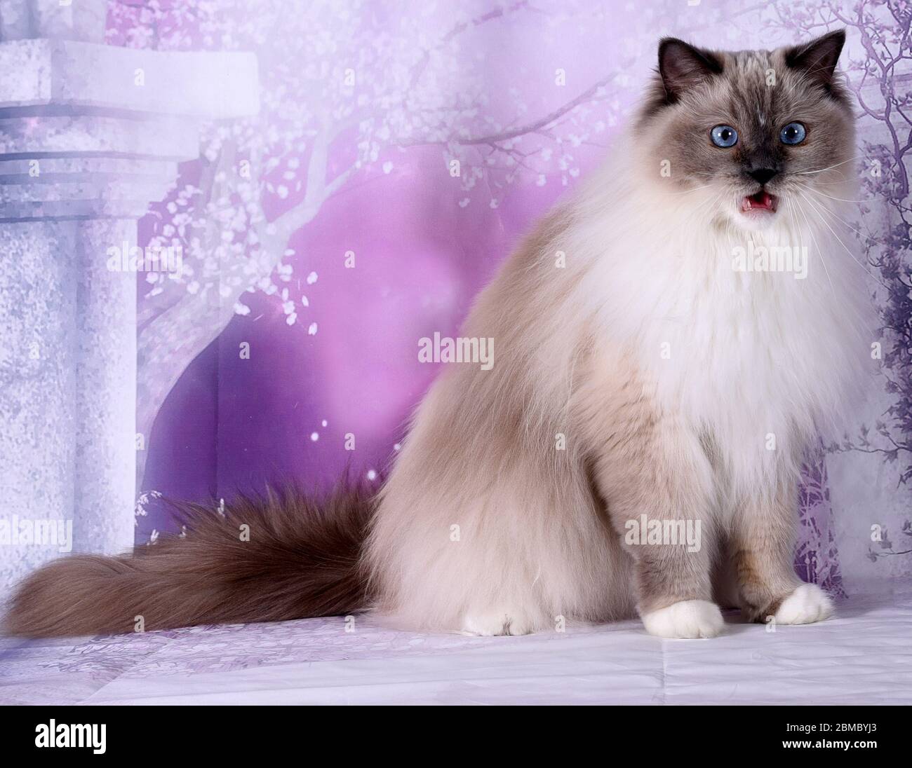 birman sacred in the purple background shooting in the studio Stock ...