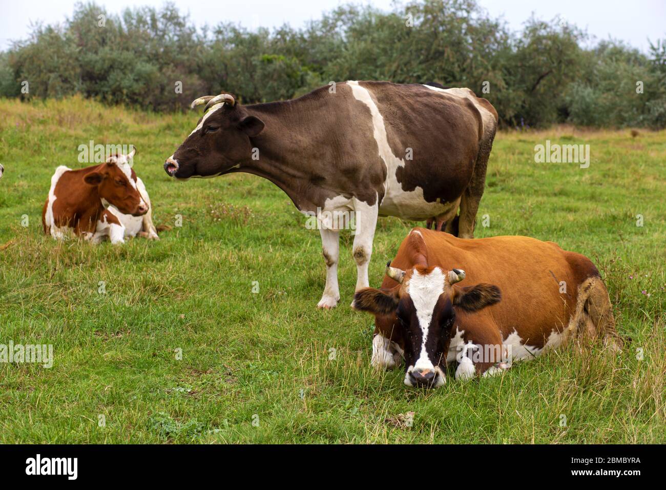 Rural cows graze on a green meadow. Rural life. Animals. agricultural ...