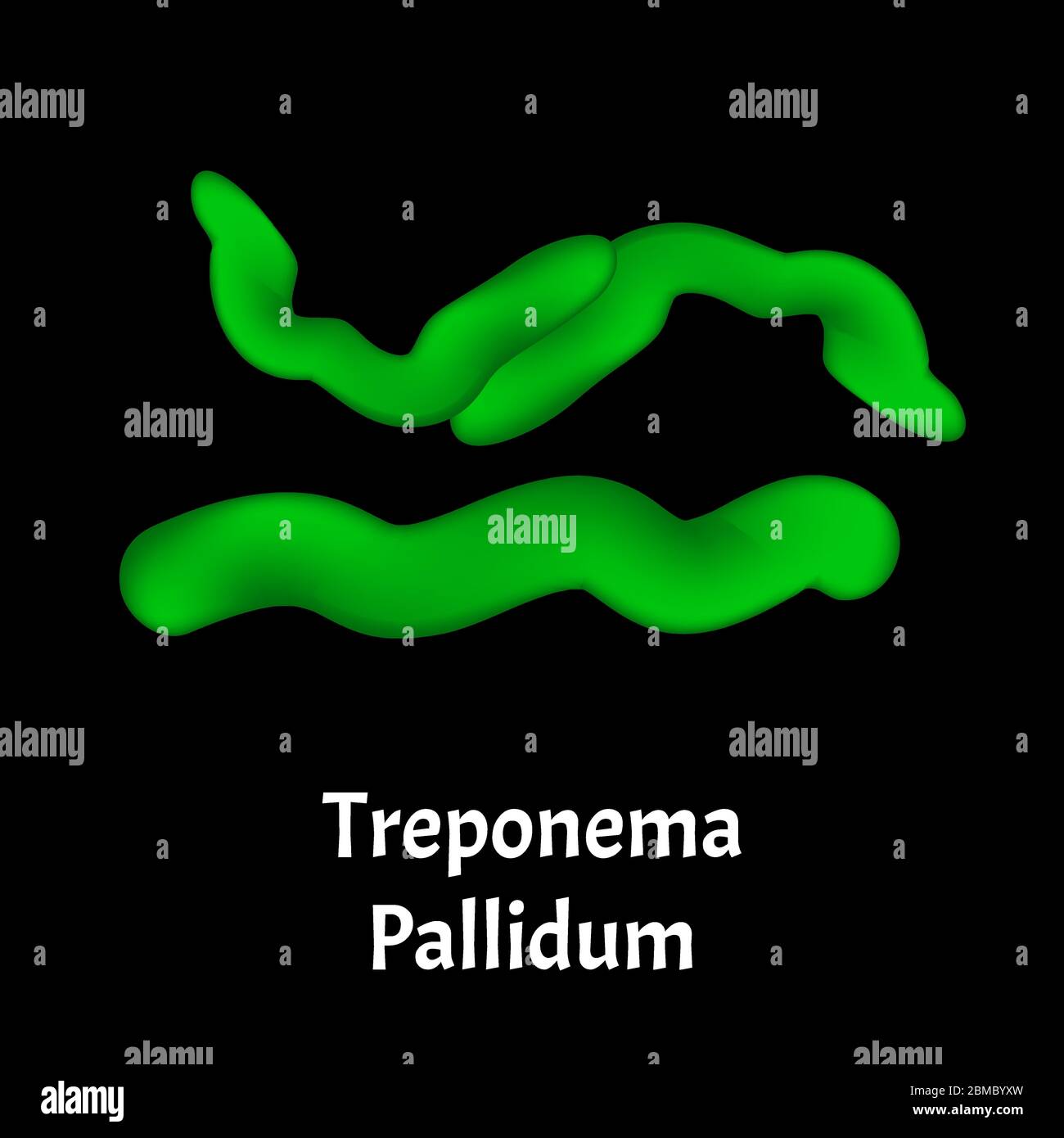 Treponema pallidum hi-res stock photography and images - Alamy