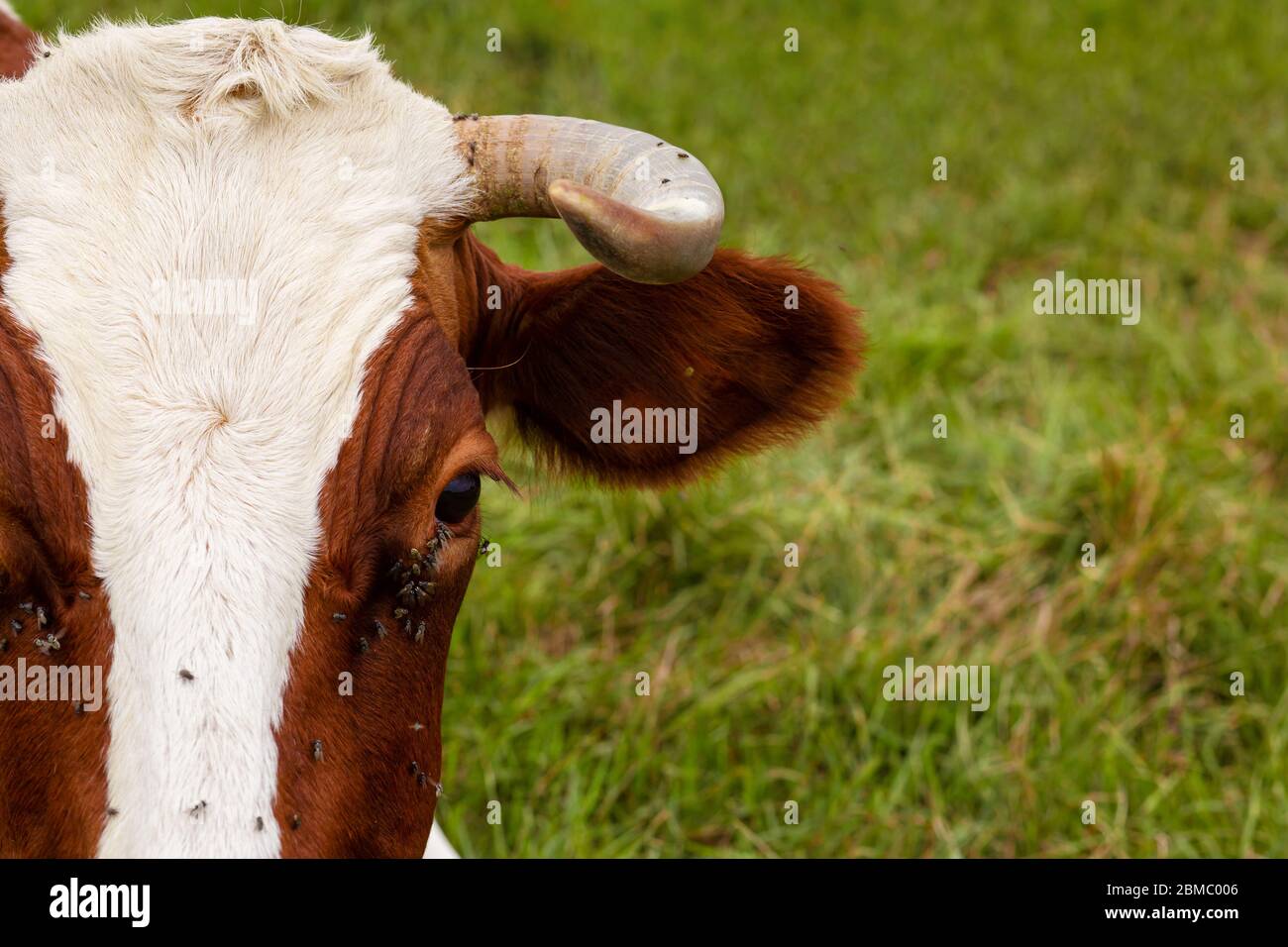 Close-up of a cow attacked by flies. Parasites cause discomfort in ...