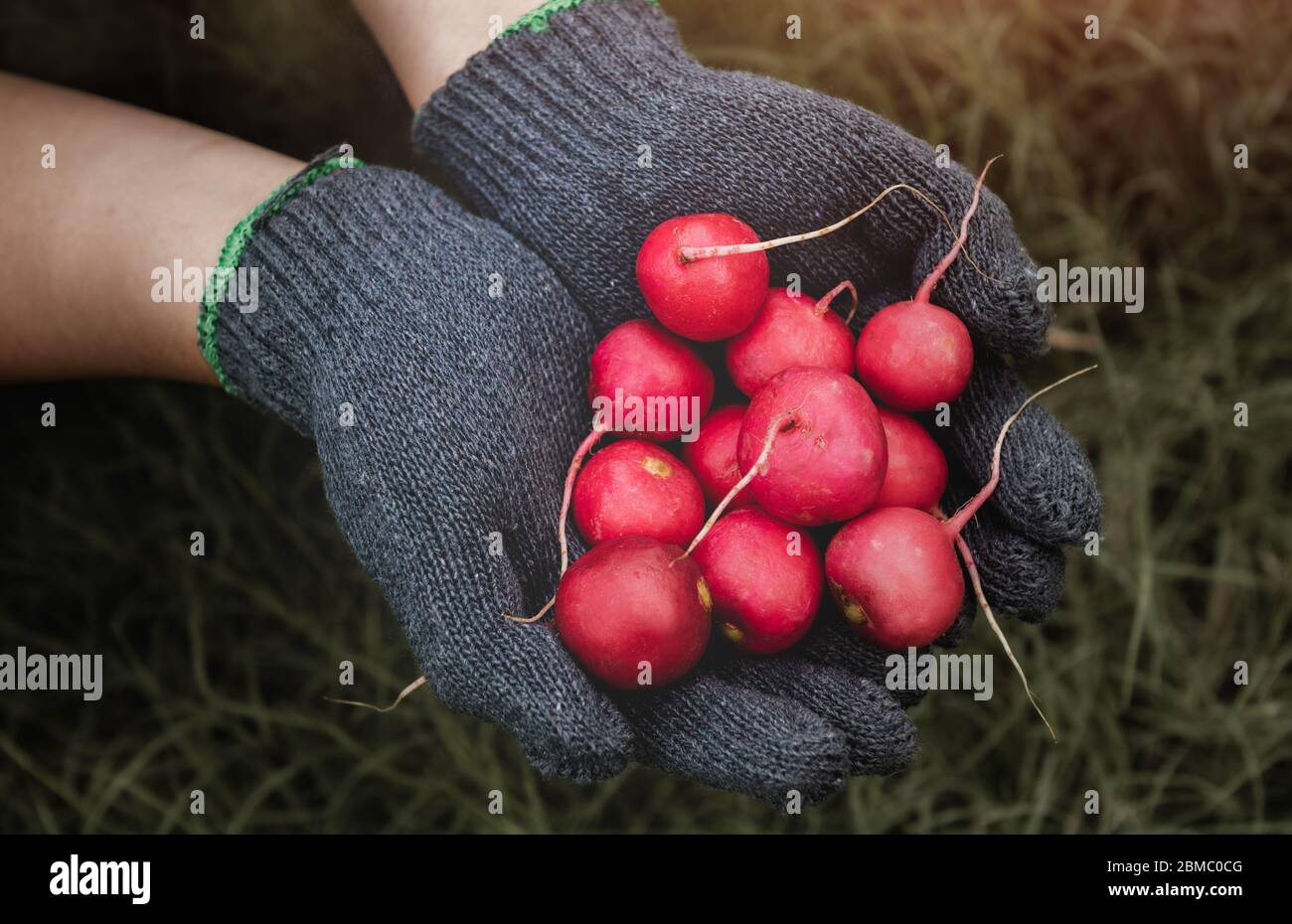 Baby pink radishes group in hand with gray glove Stock Photo - Alamy