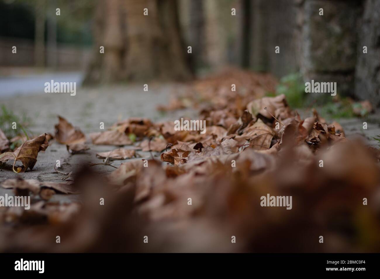 Many fallen trees on road hi-res stock photography and images - Alamy