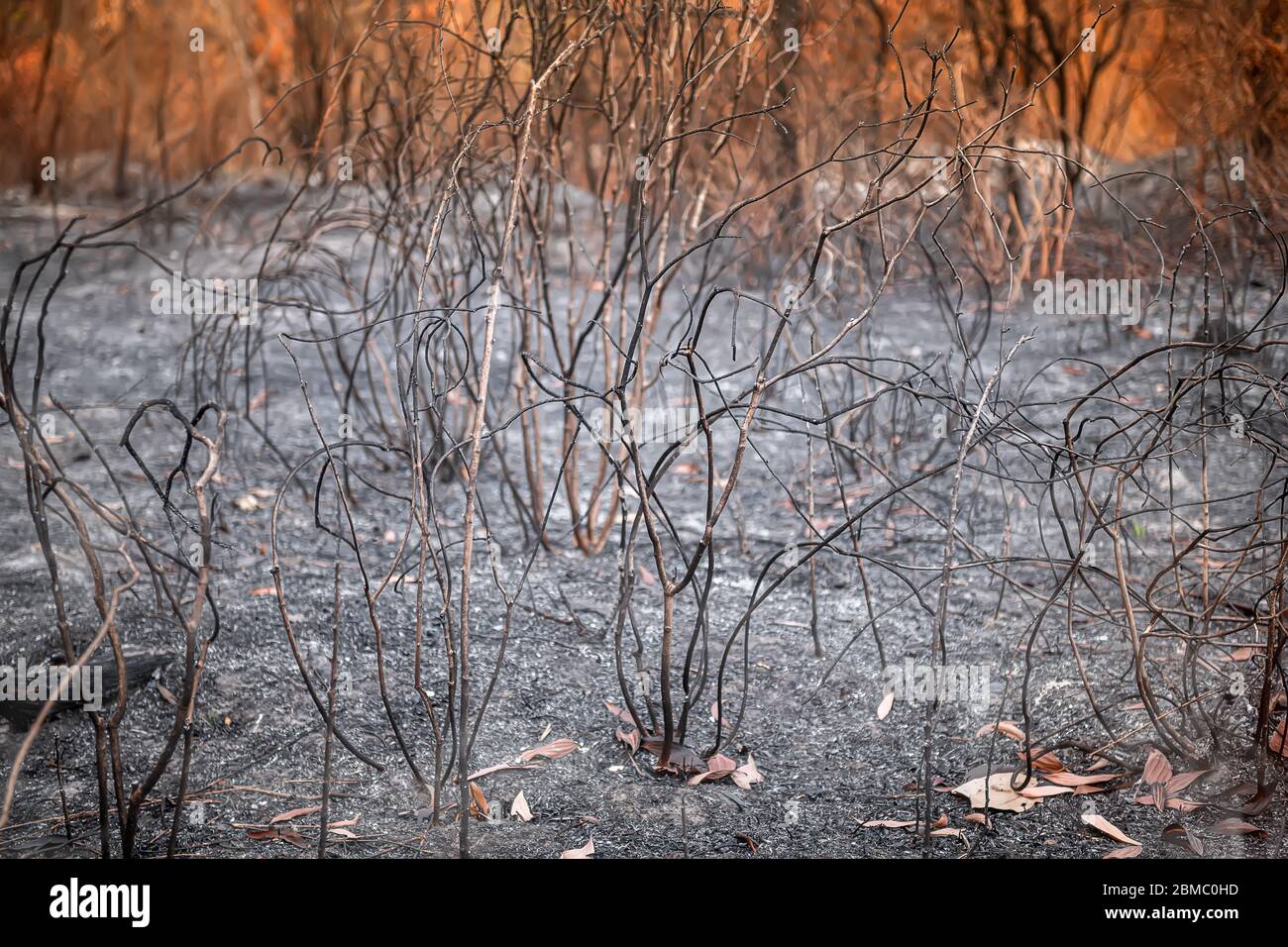 Wildfire burnt tree bush and ashes with outdoor sun lighting Stock ...