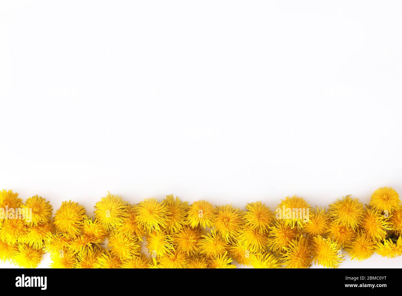 Yellow Flower Border Line