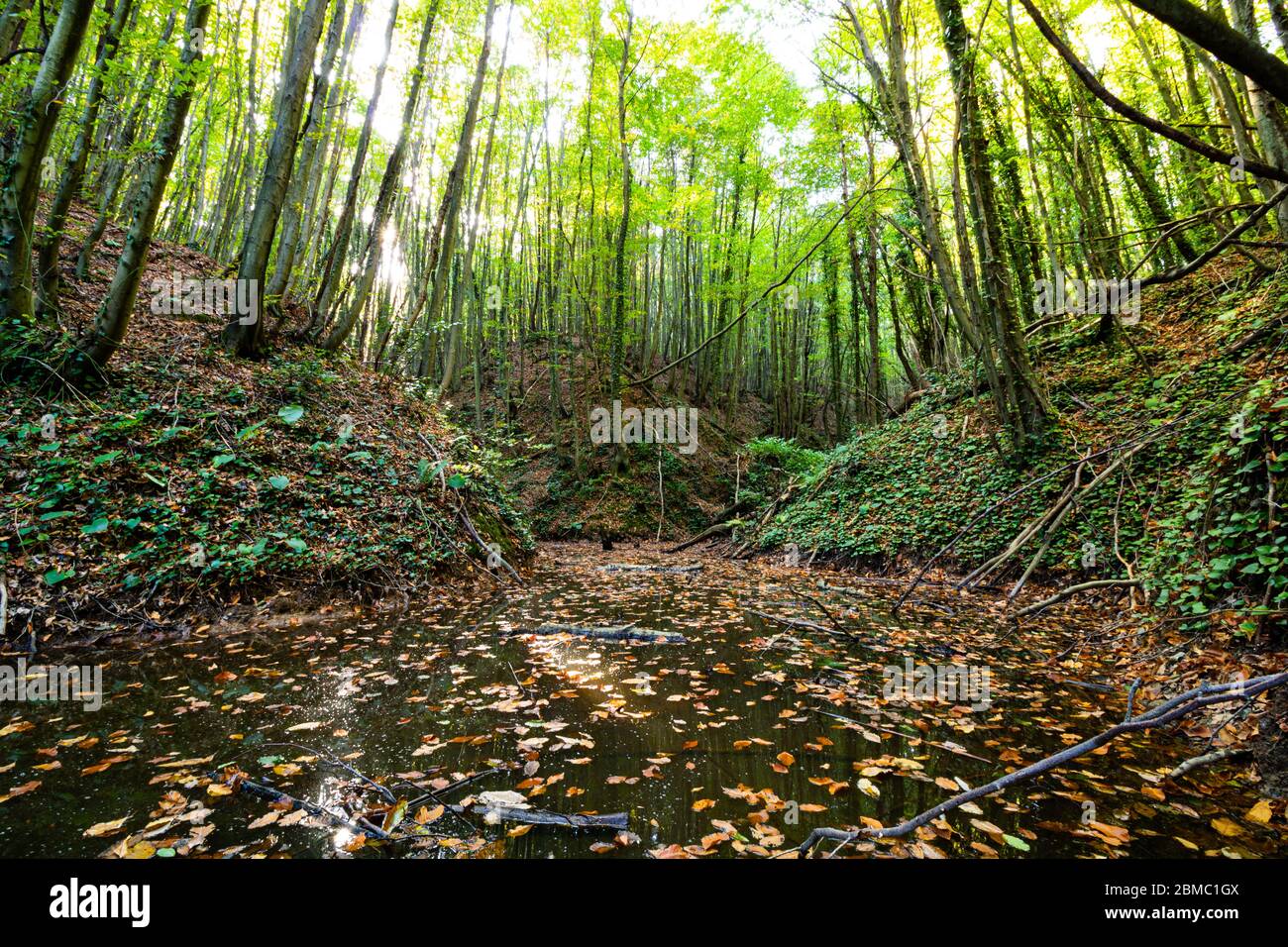 Puddle in the forest at autumn Stock Photo - Alamy