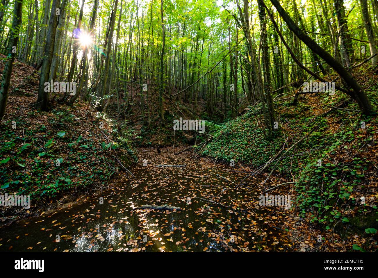 Puddle in the forest hi-res stock photography and images - Alamy