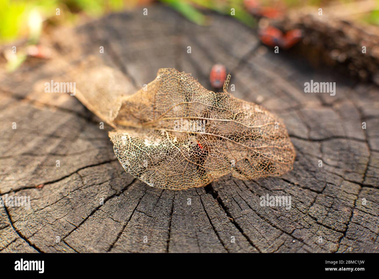 Skeleton leaf beetle hi-res stock photography and images - Alamy